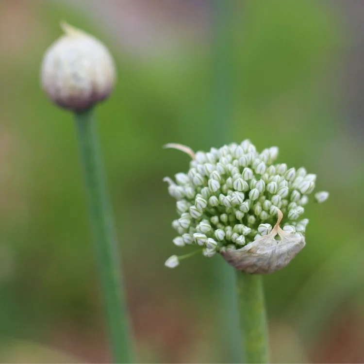 How To Plant Spring Onions — THE POST & RAIL COOKING & ART SCHOOL, CAFE ...
