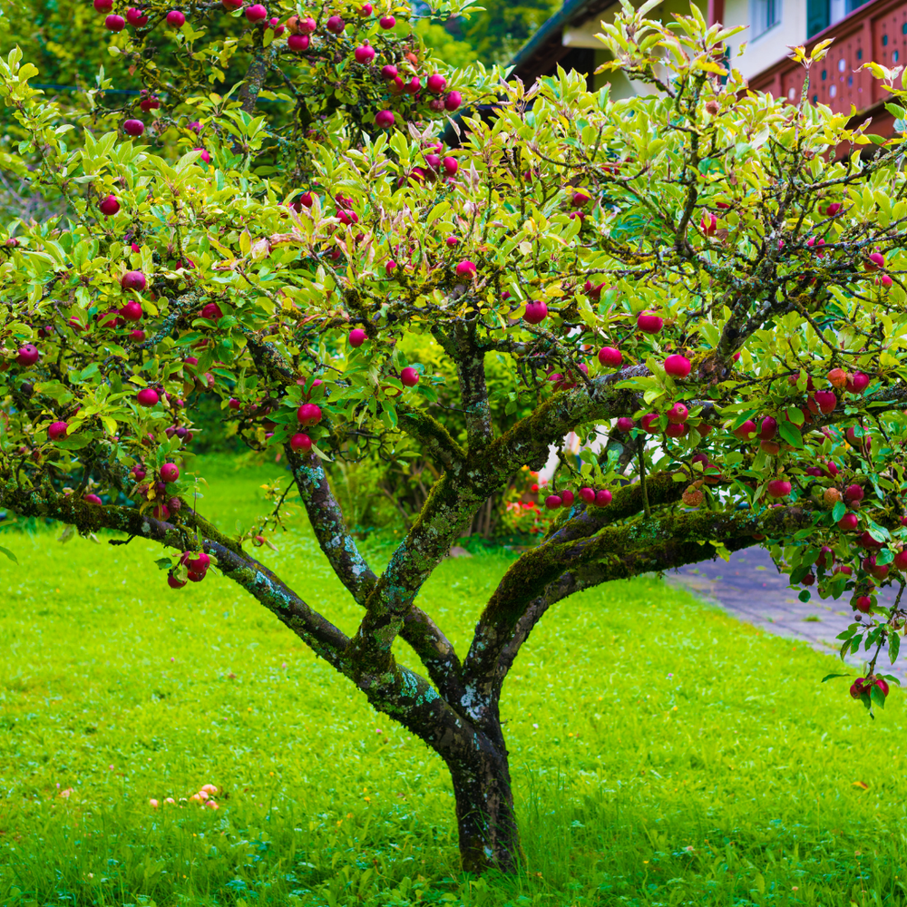 3 Easy Steps to Winter Fruit Tree Pruning — THE POST & RAIL COOKING ...