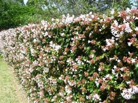 Abelia grandiflora dwarf — THE POST & RAIL