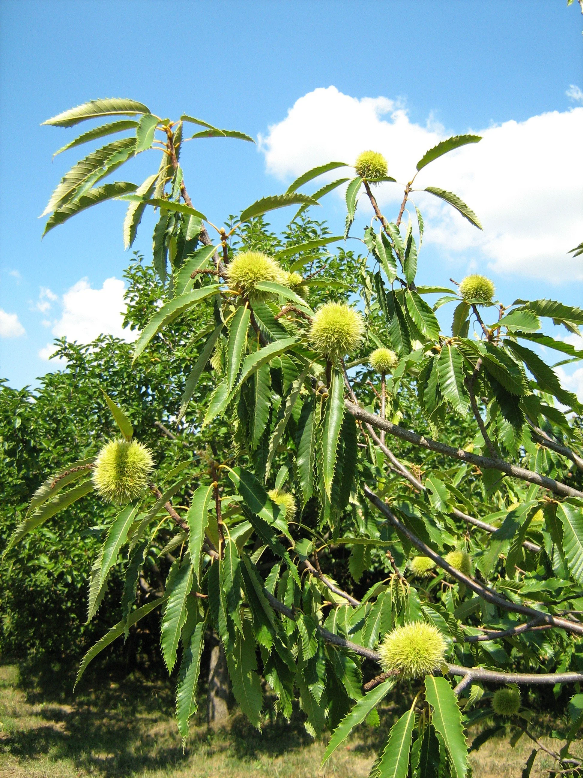 Chestnut Seedling Grown — THE POST & RAIL