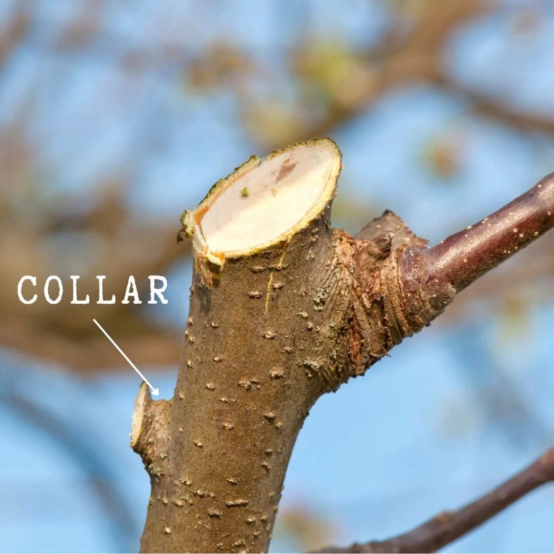 3 Easy Steps to Winter Fruit Tree Pruning — THE POST & RAIL COOKING ...
