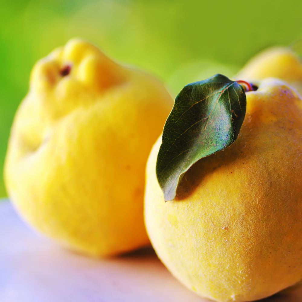 2 ingredient never fail, quickest quince paste — THE POST & RAIL ...