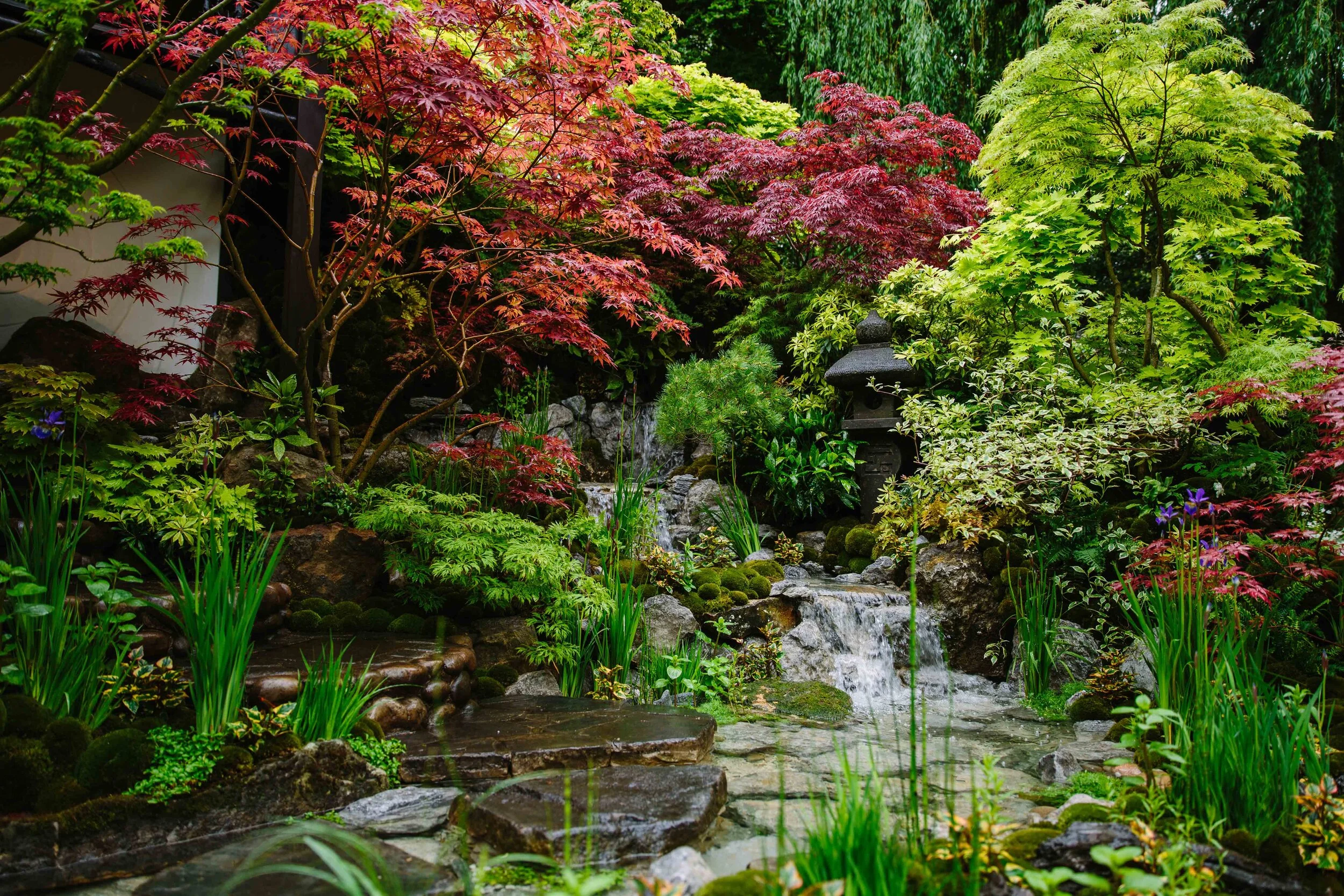 RHS Chelsea - ‘Edo Garden’ — The Garden Doctors