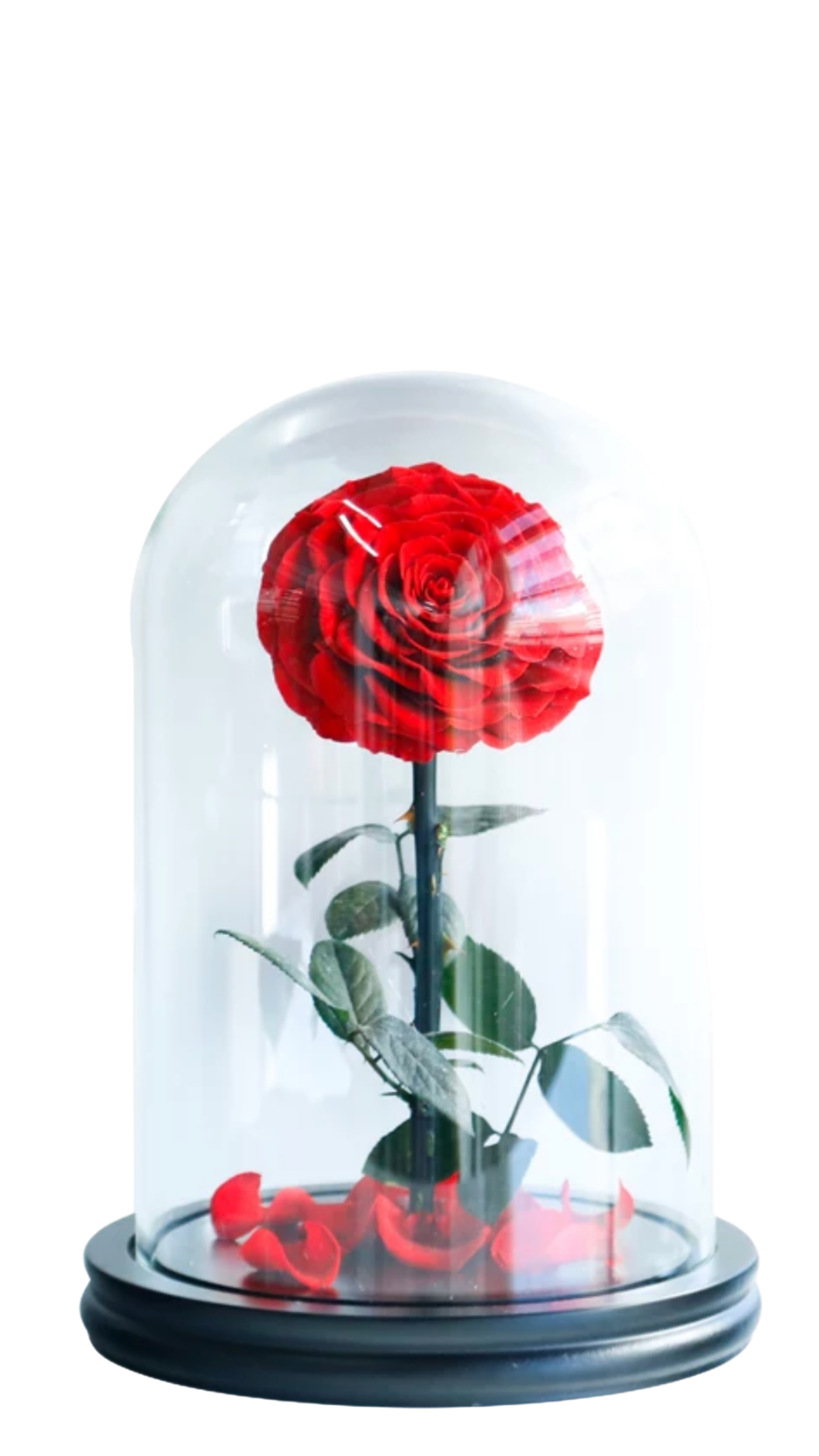 Roses — La Fleurette