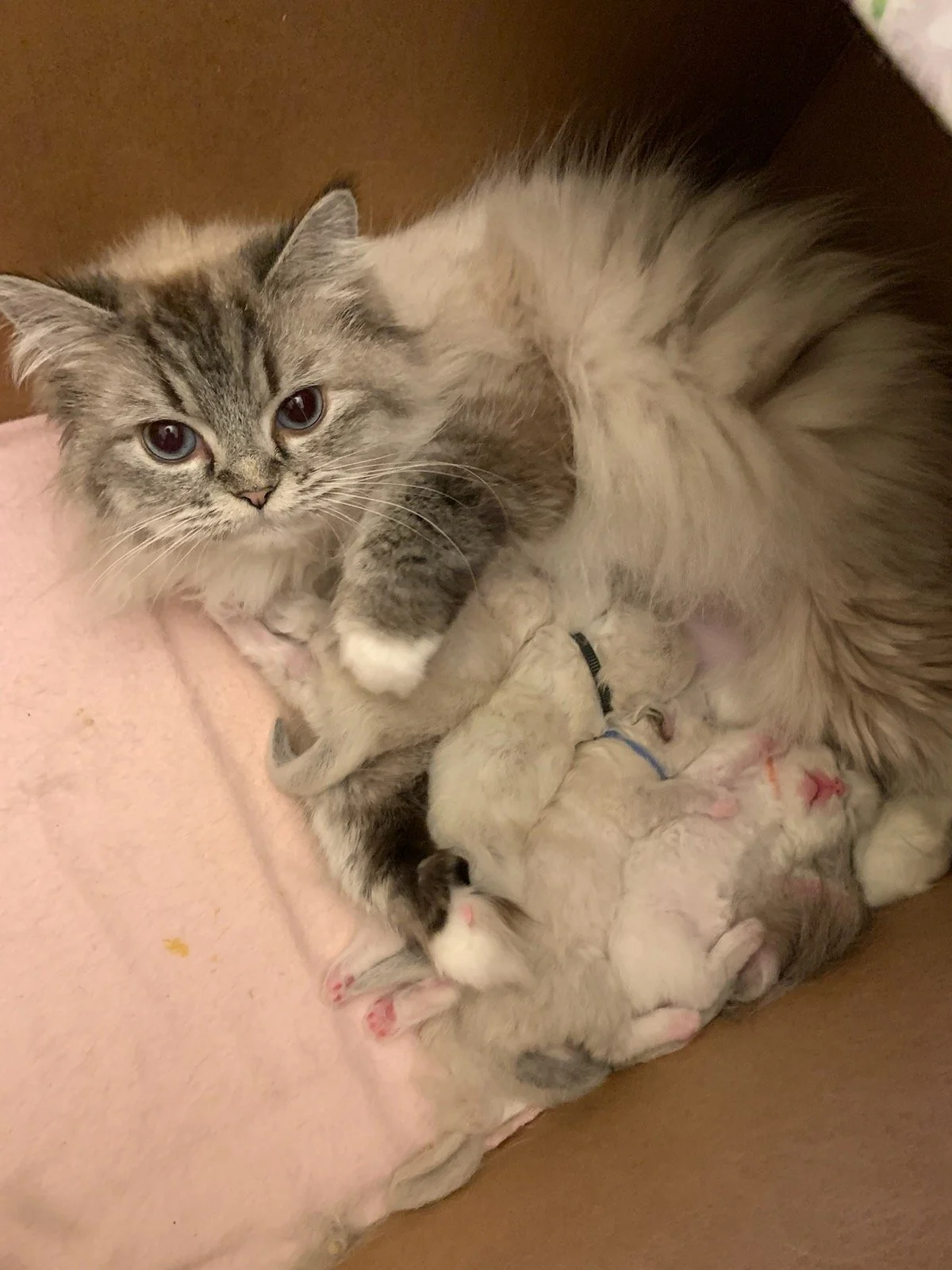 Available Kittens — Mandolin Ragdolls