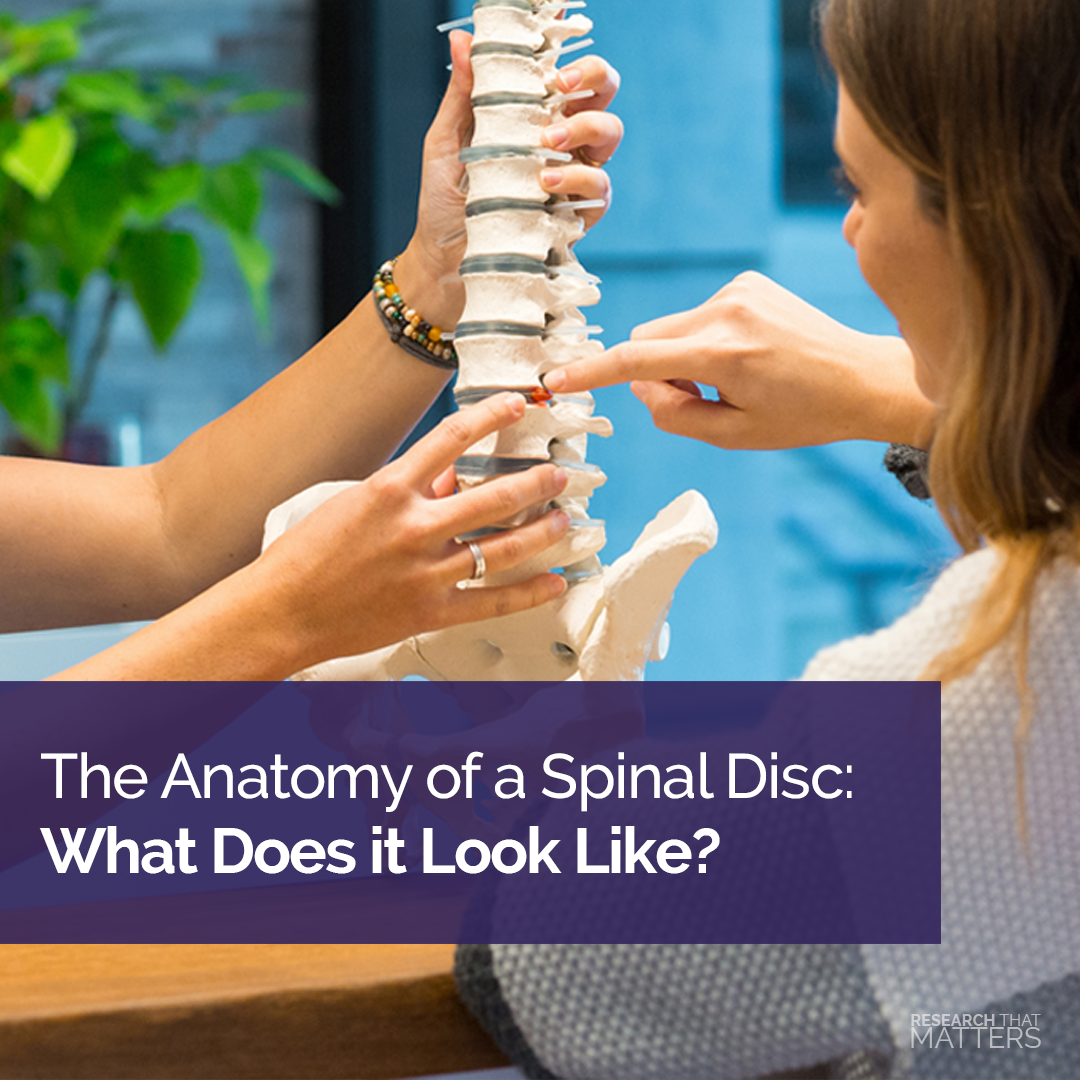 The Anatomy of a Spinal Disc: What Does it Look Like? — Madrona ...