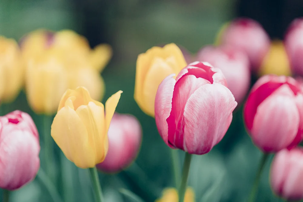 Garden Collection | Framed Fine Art Photography— Caitlin & Cole Creative