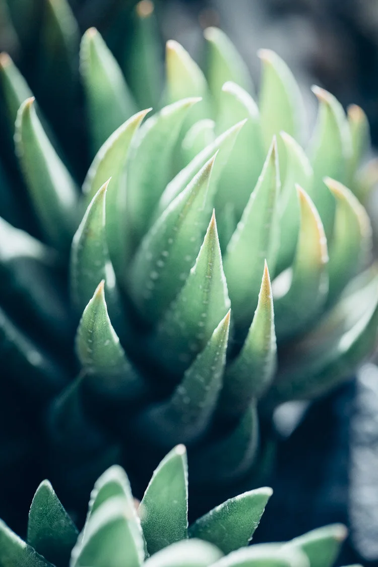Garden Collection | Framed Fine Art Photography— Caitlin & Cole Creative