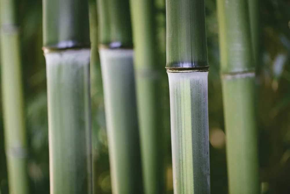 Garden Collection | Framed Fine Art Photography— Caitlin & Cole Creative