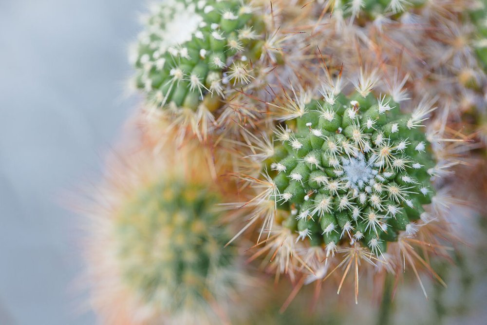 Garden Collection | Framed Fine Art Photography— Caitlin & Cole Creative