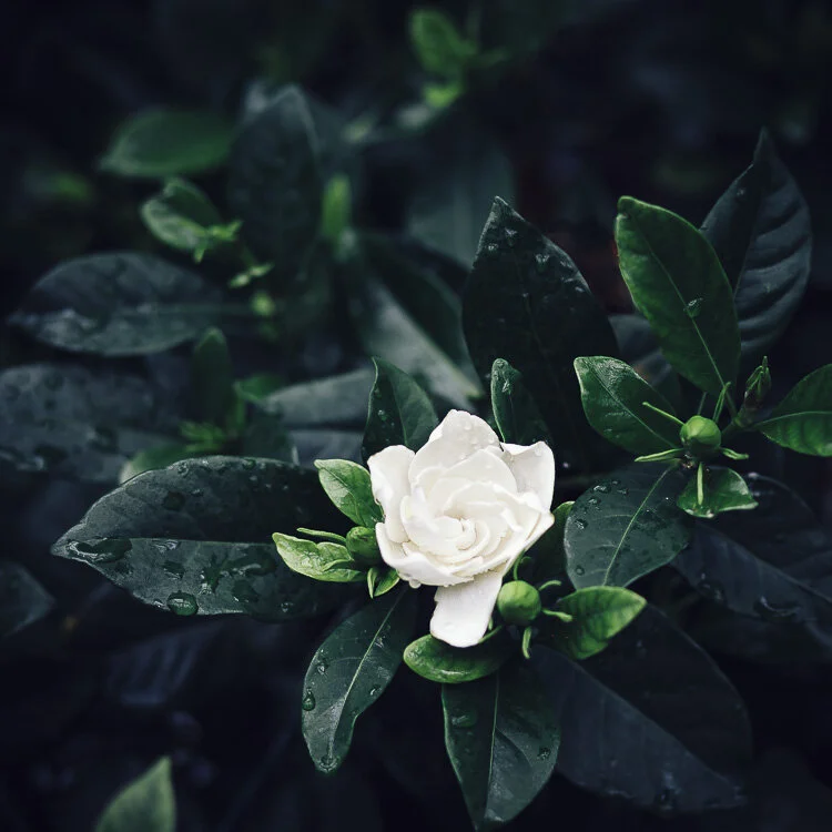Garden Collection | Framed Fine Art Photography— Caitlin & Cole Creative