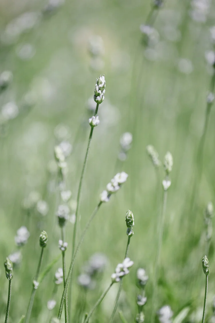 Garden Collection | Framed Fine Art Photography— Caitlin & Cole Creative