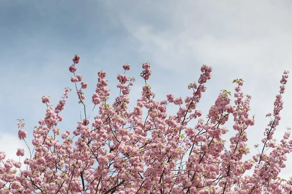 Garden Collection | Framed Fine Art Photography— Caitlin & Cole Creative