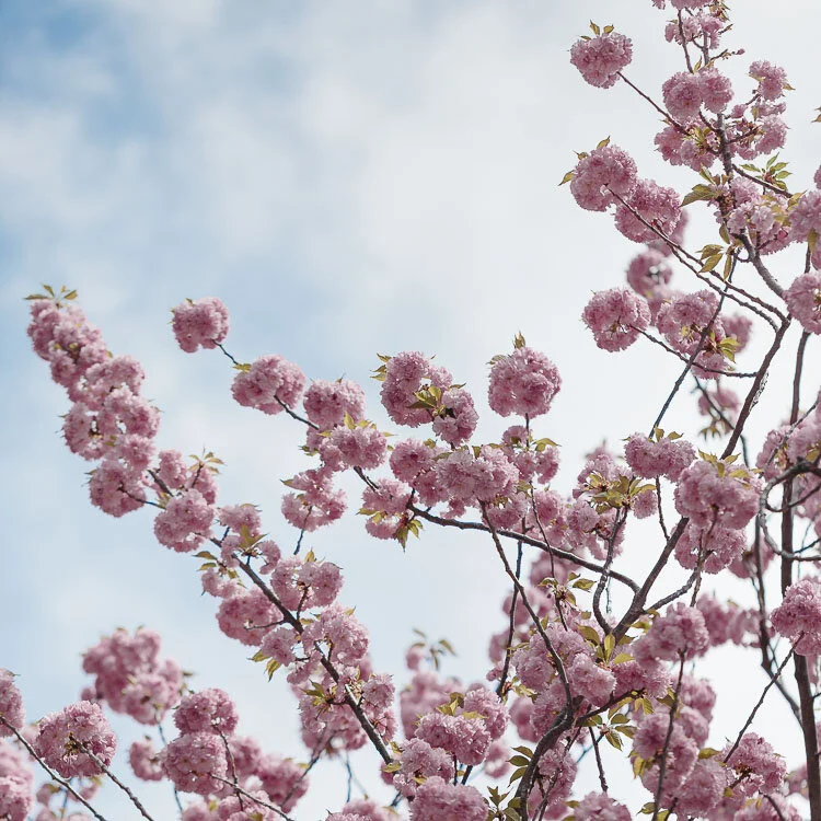 Garden Collection | Framed Fine Art Photography— Caitlin & Cole Creative