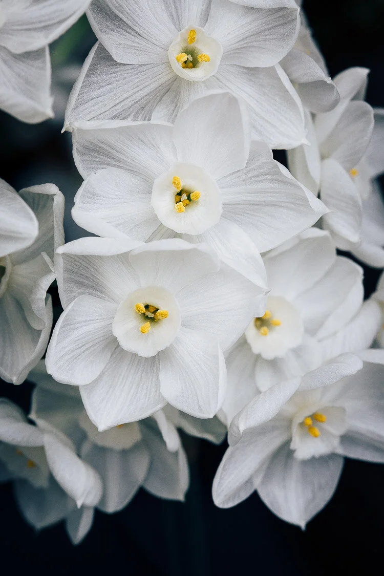 Garden Collection | Framed Fine Art Photography— Caitlin & Cole Creative