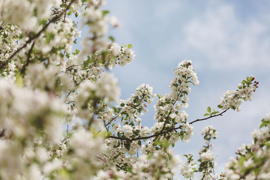 Garden Collection | Framed Fine Art Photography— Caitlin & Cole Creative