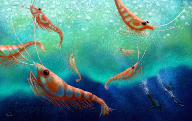 Antarctic Krill Swarm