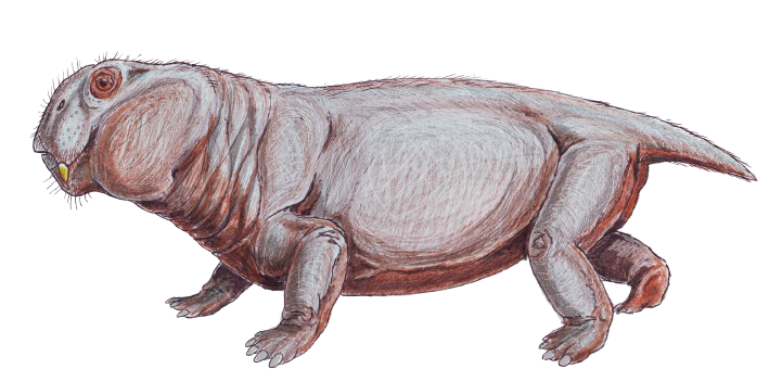 Lystrosaurus Continental Drift