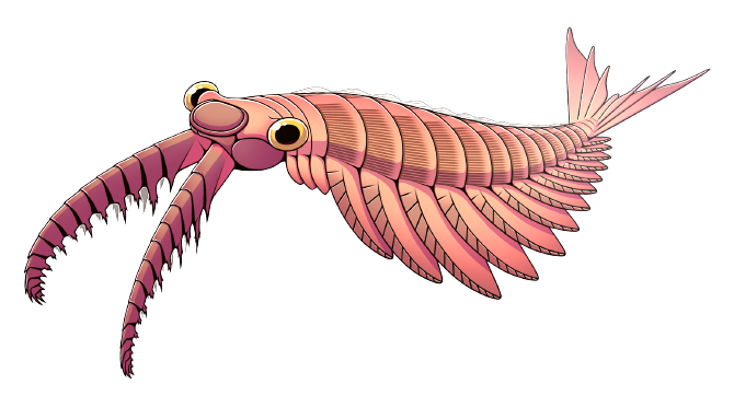 Anomalocaris Size