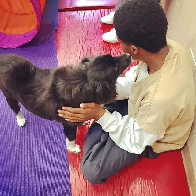 Canine Inspired Change: Our Origin, Ambition & Future in Therapy Dog ...