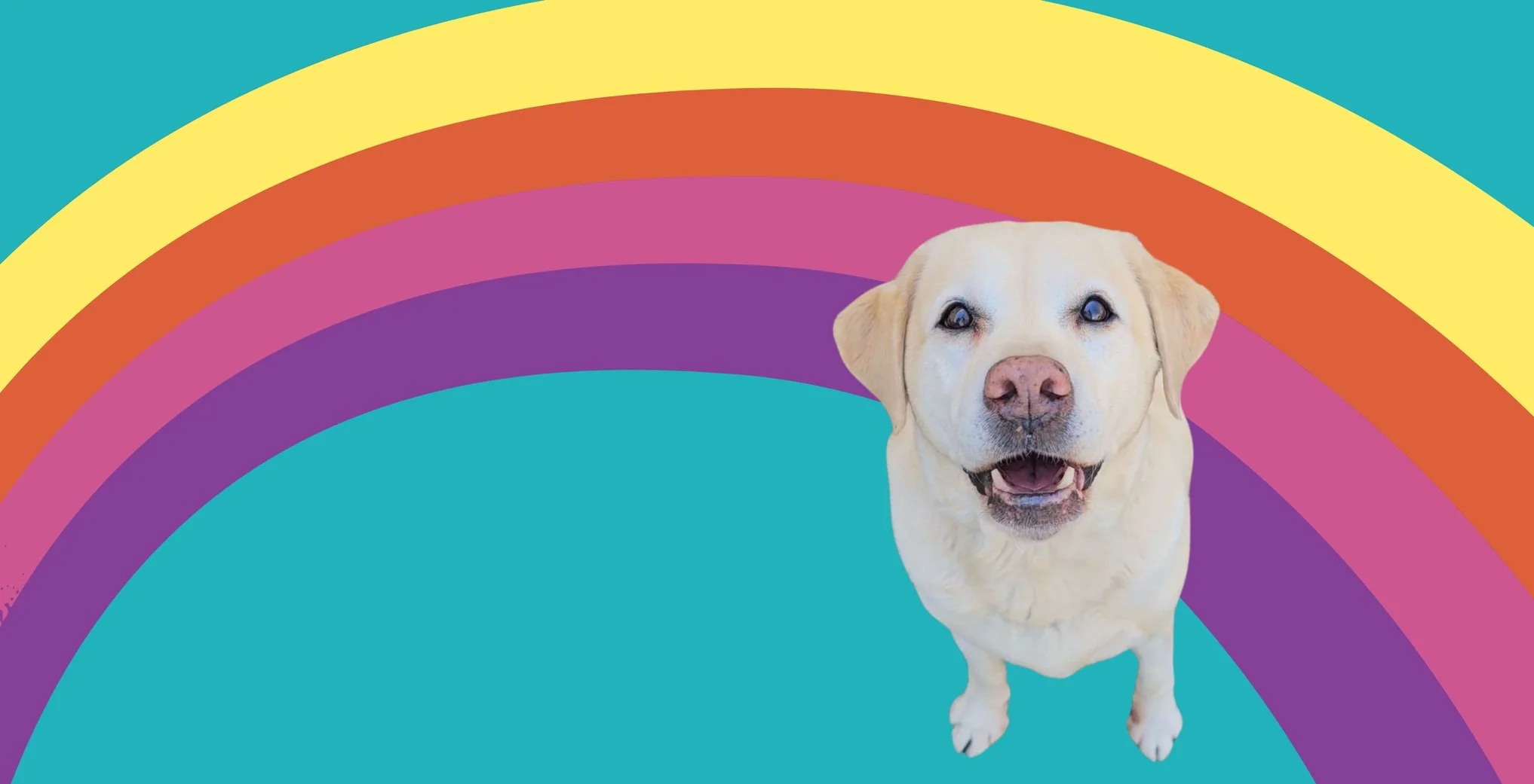 Canine Inspired Change | Therapy Dog Programs & Relationship-Focused ...