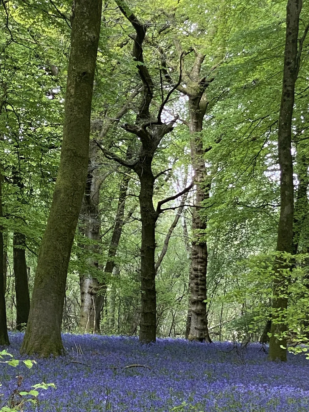 General 2 — The Bell Inn, Wylye, Wiltshire