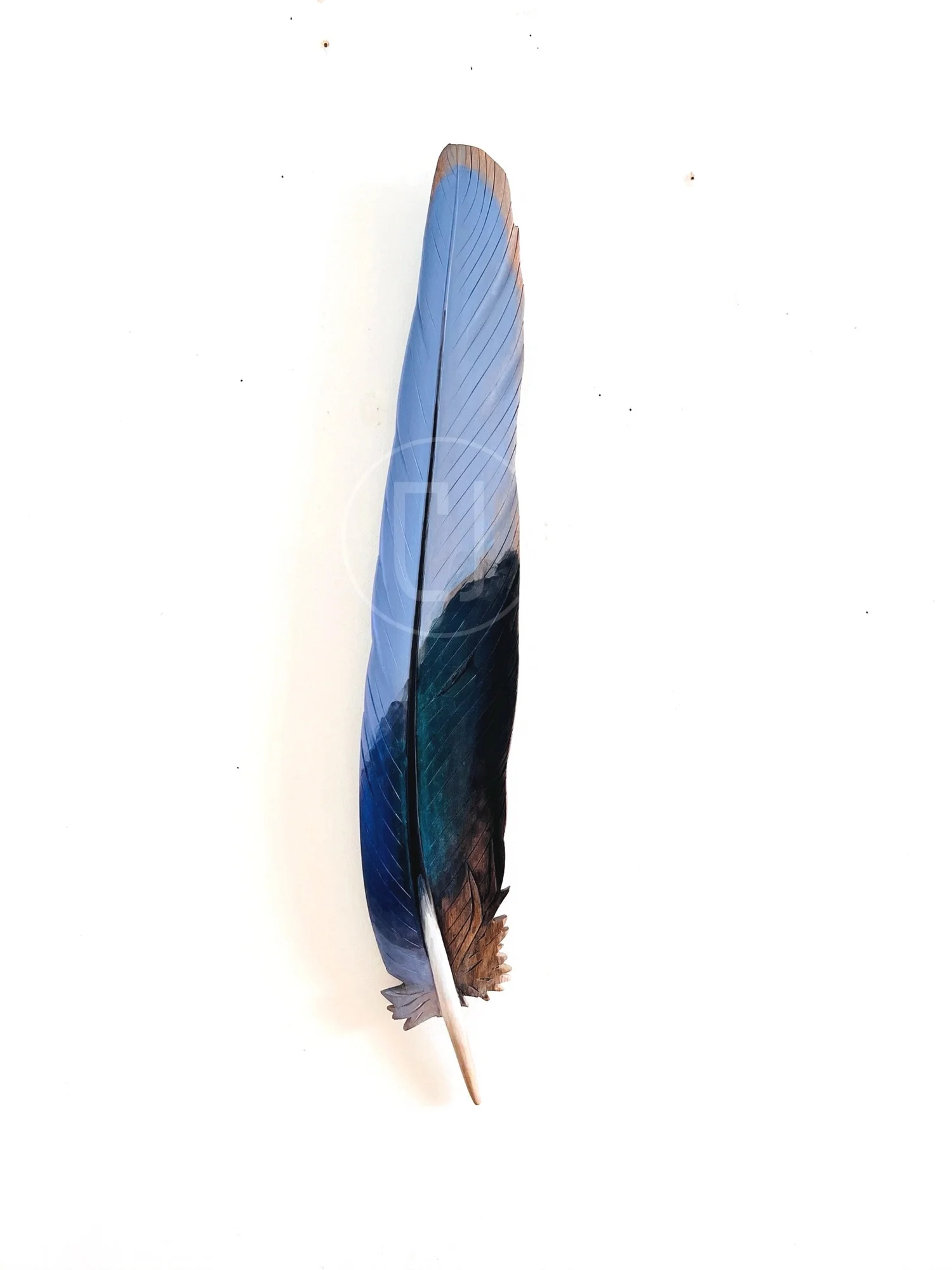 Claire Jensen New Zealand Artist