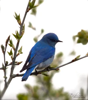 Mountain Bluebird | Discover & Support Bluebirds Today — Mountain ...