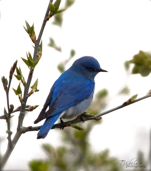 Mountain Bluebird | Discover & Support Bluebirds Today — Mountain ...