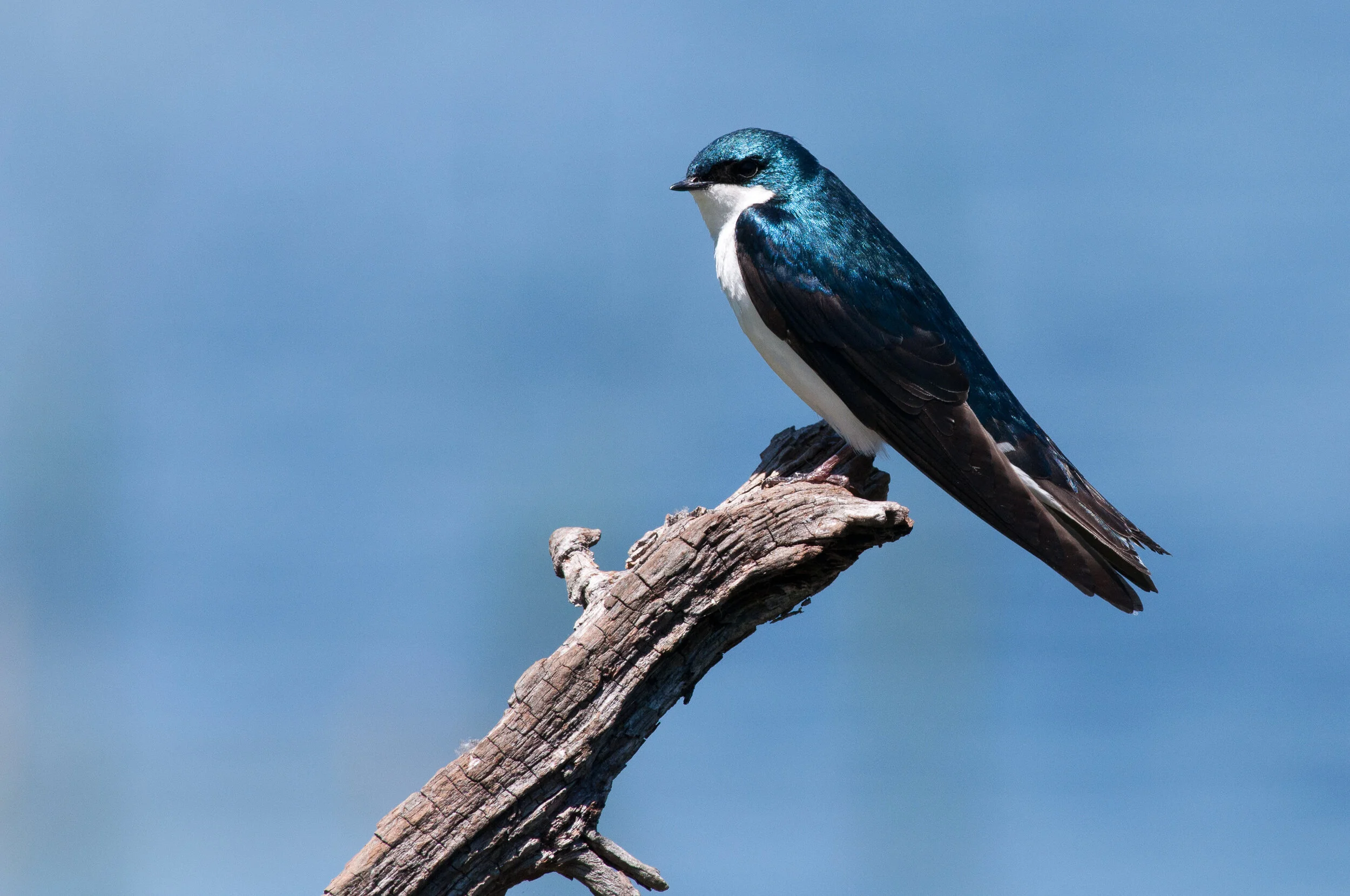 Essential Information for Trail Monitors — Mountain Bluebird Trails ...