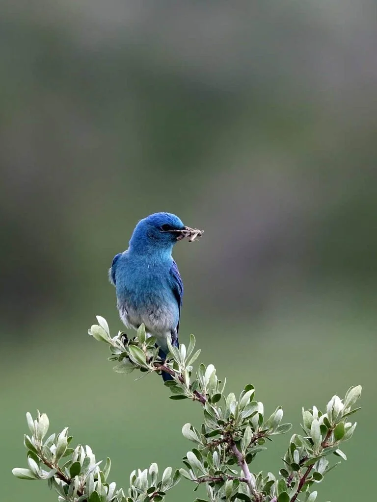 Baby Mountain Bluebird