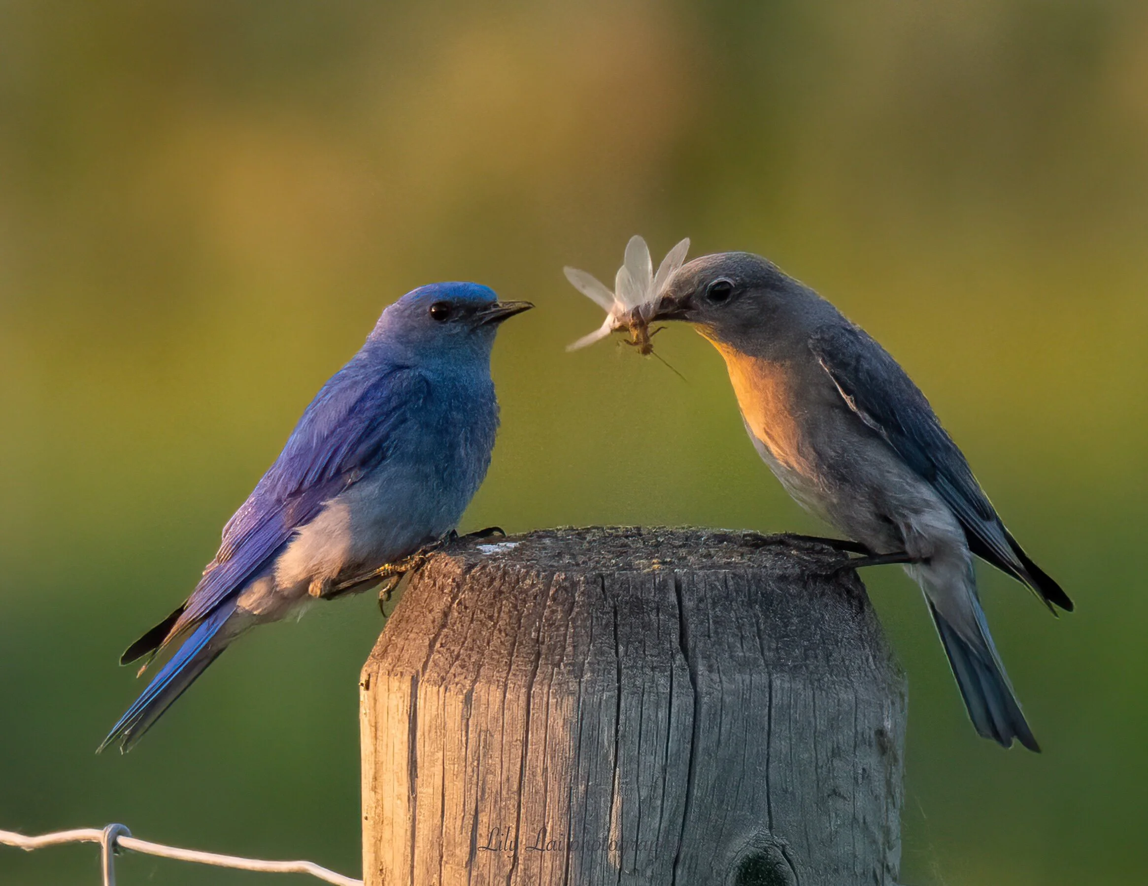 Are Mountain Bluebird populations declining? — Mountain Bluebird Trails ...