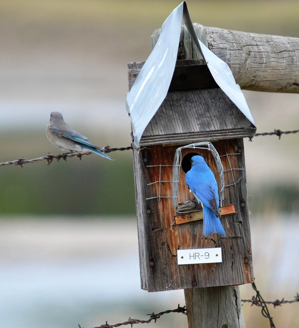 Nest Box Building | Support Bluebird Conservation – Build & Install ...