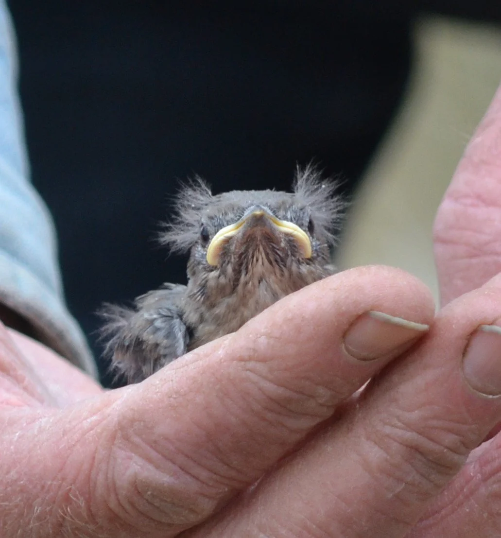 Preparing your nest boxes for winter — Mountain Bluebird Trails ...