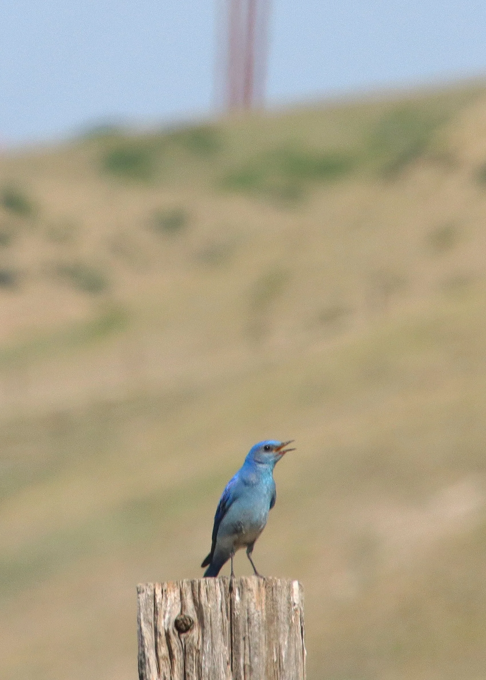 Mountain Bluebirds: 5 key insights from 50 years of nest box monitoring ...
