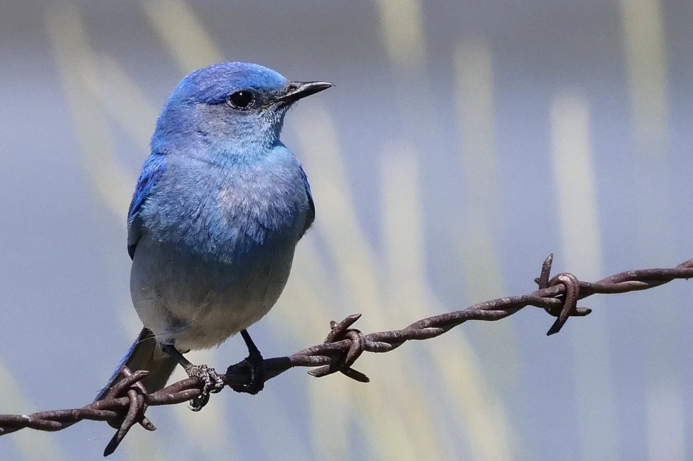 Are Mountain Bluebird populations declining? — Mountain Bluebird Trails ...