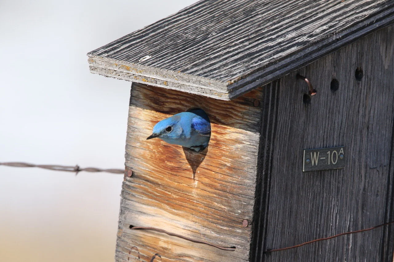 How far from top should hole be on Mountain Bluebird Nest Box ...