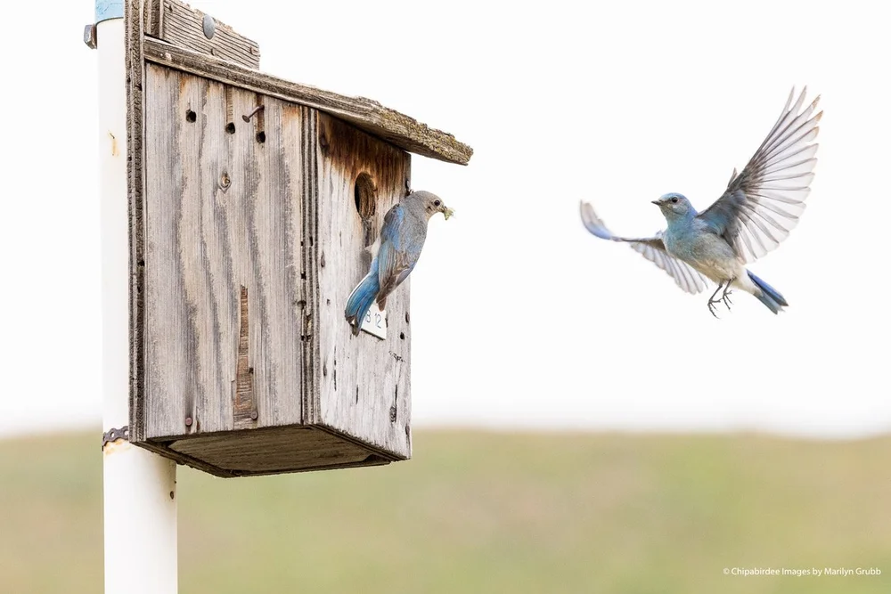 Are Mountain Bluebird populations declining? — Mountain Bluebird Trails ...