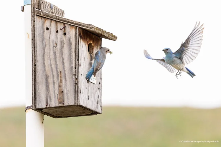 Mountain Bluebird Trails Conservation Society