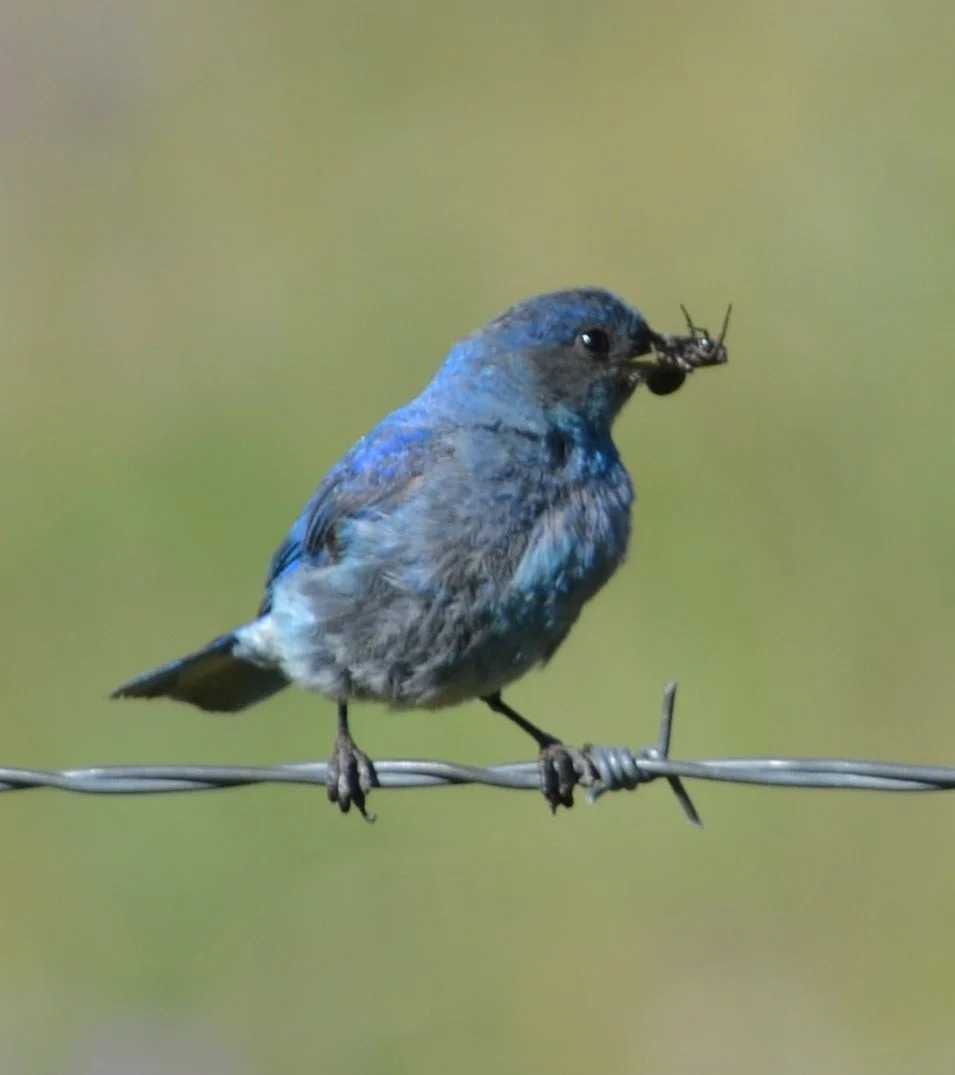 End of Season Nest Box Cleanup & Reporting — Mountain Bluebird Trails ...