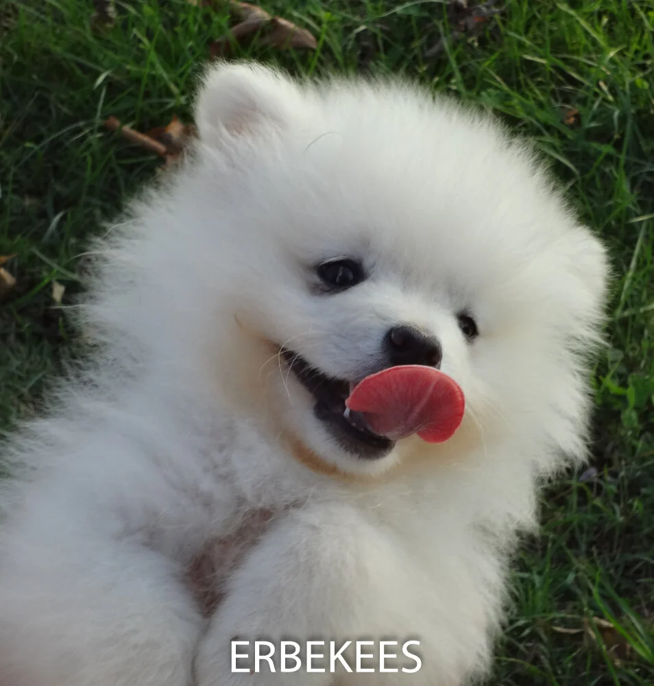 White Puppies | ERBEKEES-KEESHONDEN