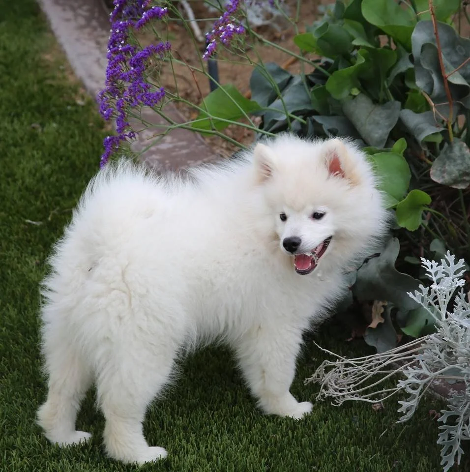 White Puppies | ERBEKEES-KEESHONDEN
