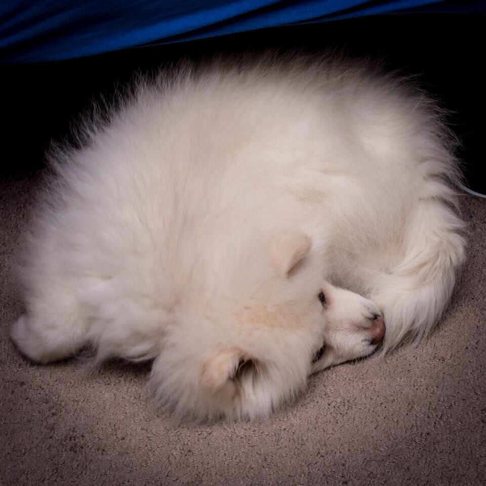 White Puppies | ERBEKEES-KEESHONDEN