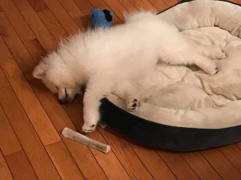 White Puppies | ERBEKEES-KEESHONDEN