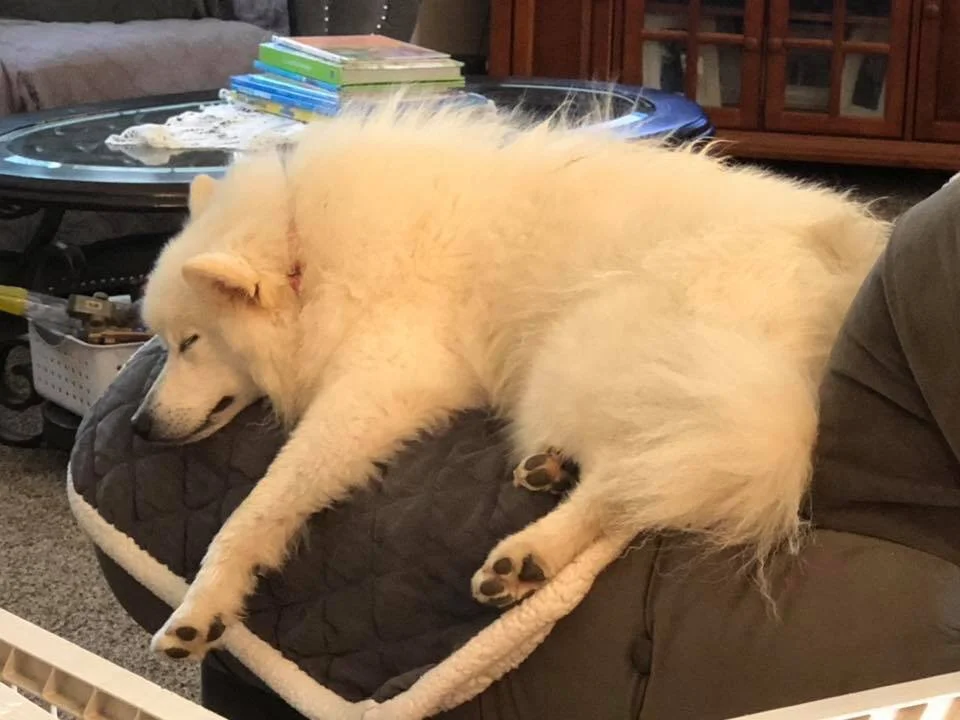 White Puppies | ERBEKEES-KEESHONDEN