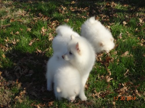 White Puppies | ERBEKEES-KEESHONDEN