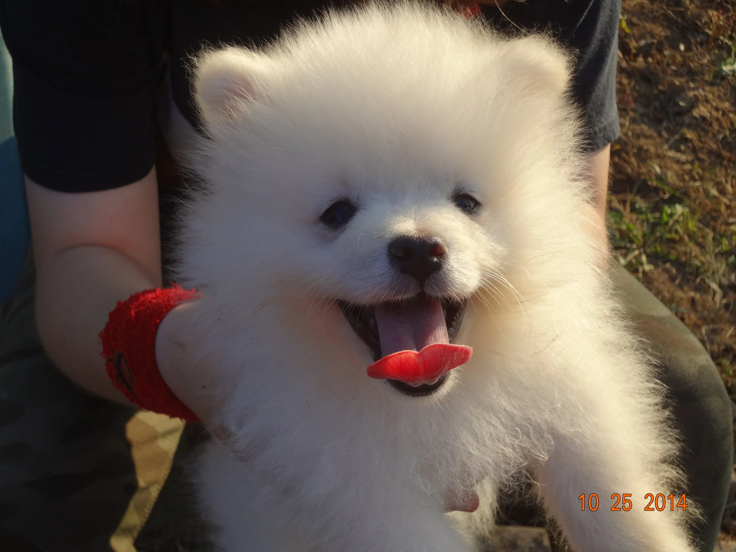 White Puppies | ERBEKEES-KEESHONDEN