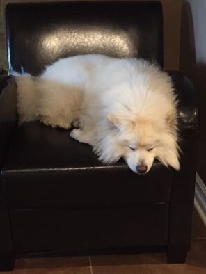 White Puppies | ERBEKEES-KEESHONDEN