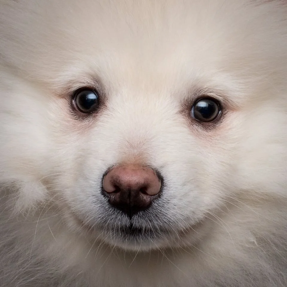 White Puppies | ERBEKEES-KEESHONDEN