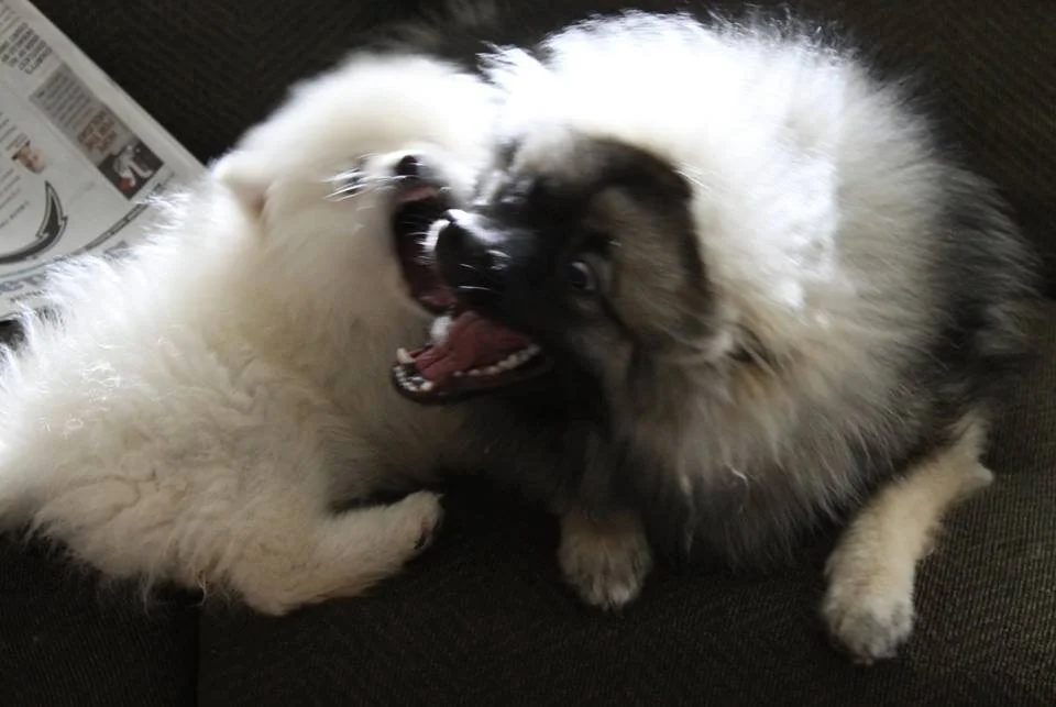 White Puppies | ERBEKEES-KEESHONDEN